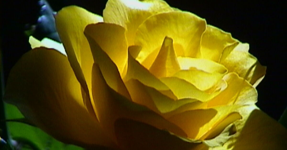Rose lumière.jpg, Une petite rose jaune de mon jardin,... - Geo.fr