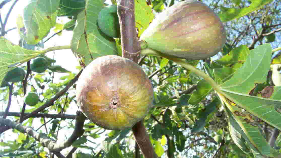 Varietés de Figues de Bouhouda Taounat, des Figues... - Geo.fr