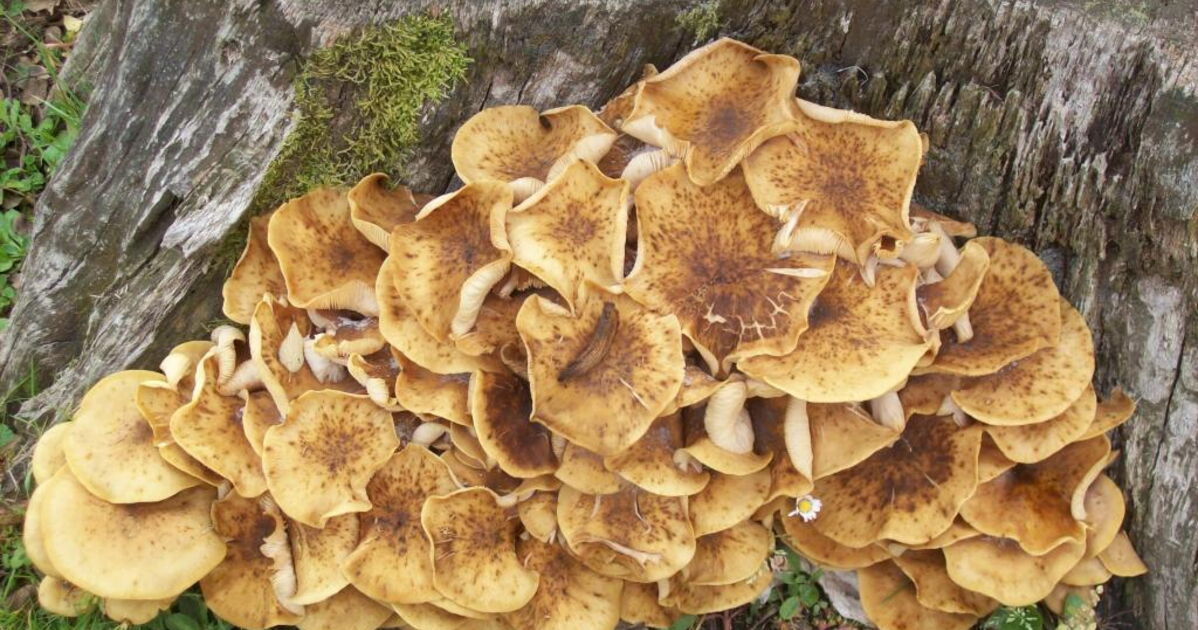 polypores sur souche, - Geo.fr