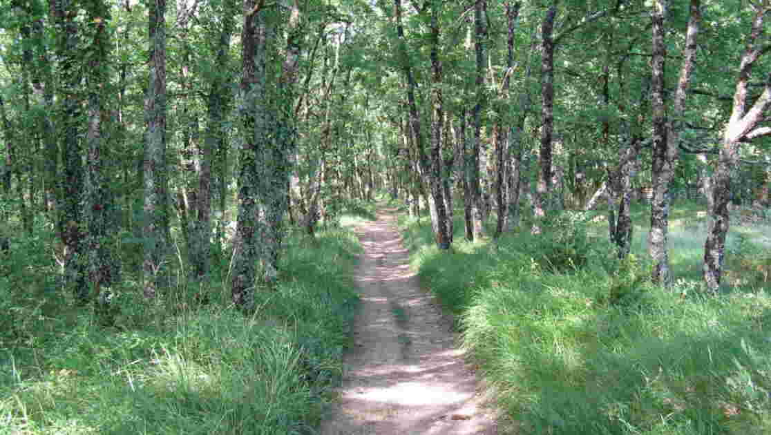 Un sentier de foret, Promenade en Nouvelle Zélande. - Geo.fr