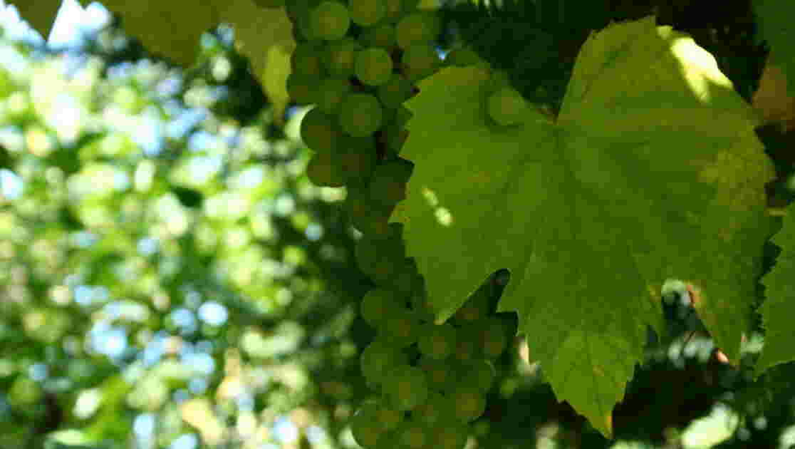 Grappe de raisin, Commencées avec une dizaine de jours... - Geo.fr