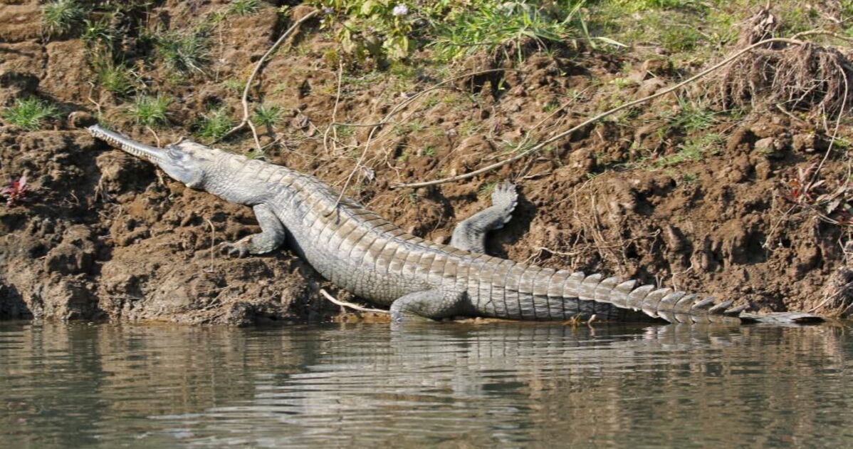 Gavial, - Geo.fr