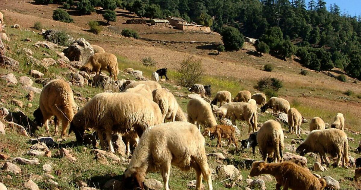 MAROC_ATLAS_FAUNE_DES_MONTAGNES_OUED_SE, - Geo.fr