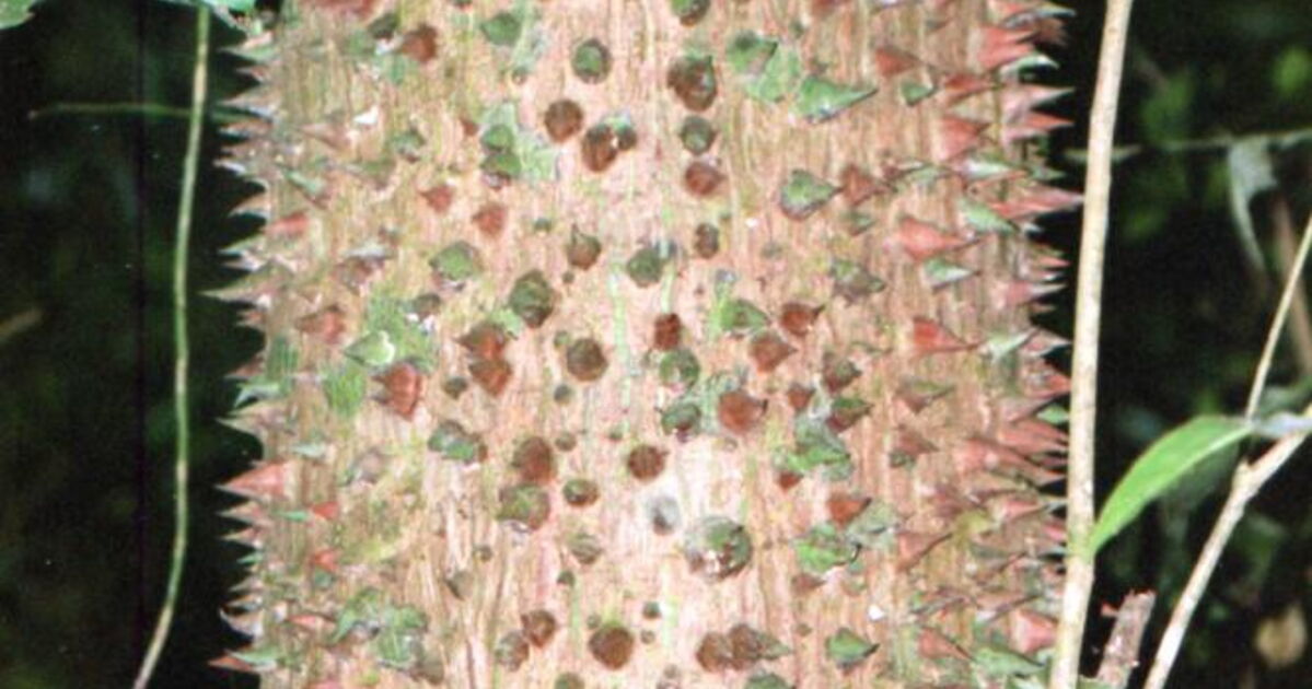 Fagara (zanthoxylum), - Geo.fr