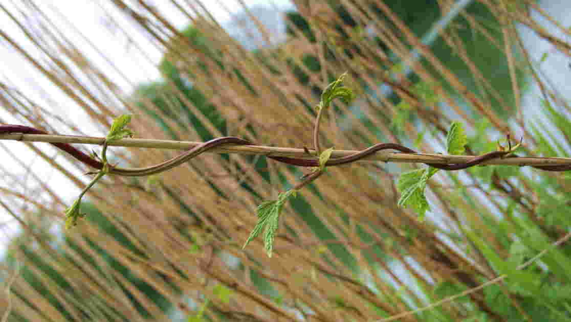 "Des lianes ...", - Geo.fr