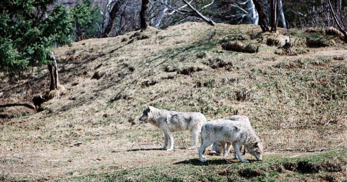 loup_quebec_hivers_laurentides.jpg, - Geo.fr