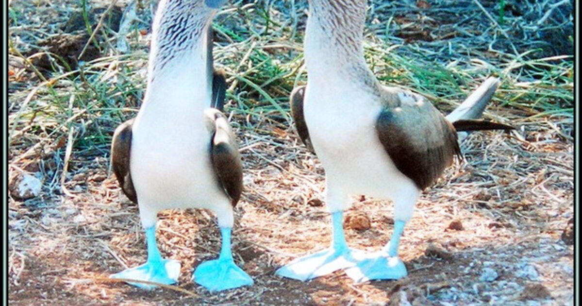 Fous à pieds bleus, - Geo.fr