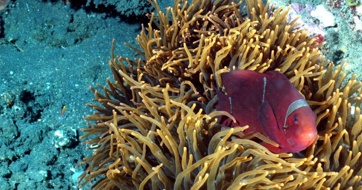 105_POISSON_CLOWN_A_JOUE_EPINEUSE_BALI_, - Geo.fr