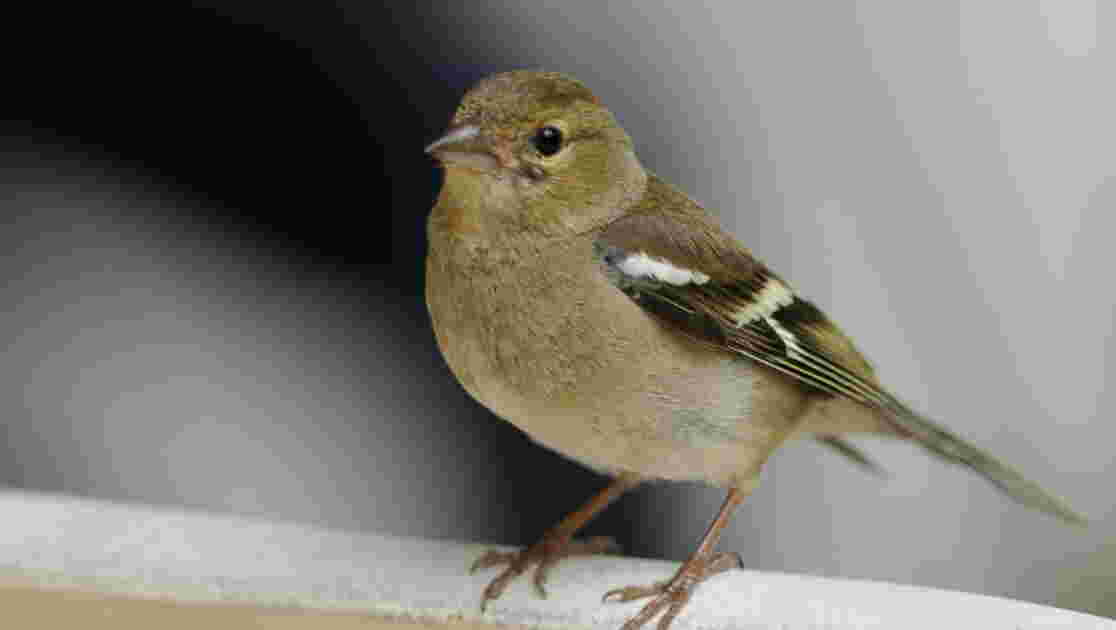 jeune pinson femelle, cette jeune pinson femelle était... - Geo.fr