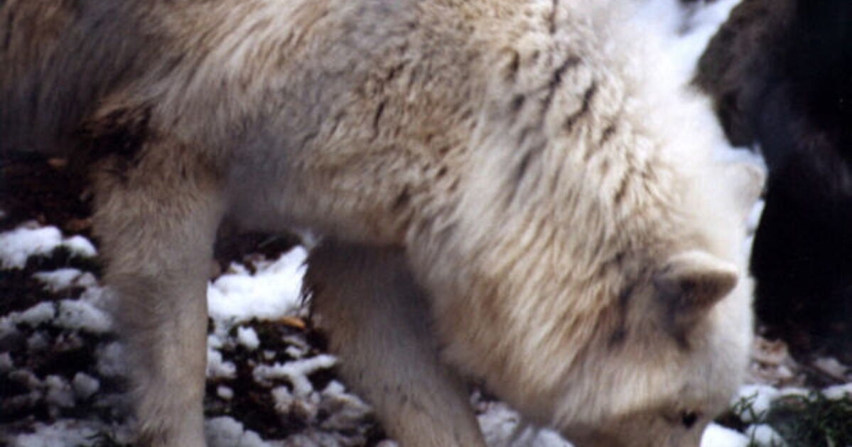 loup alpha, Ce loup alpha du canada est l'un des1 - Geo.fr