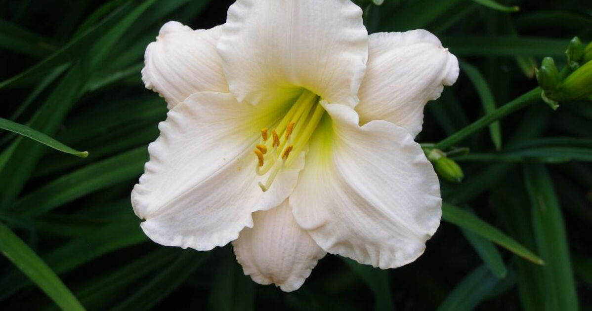 Lys du jardin botanique de Montreal, - Geo.fr