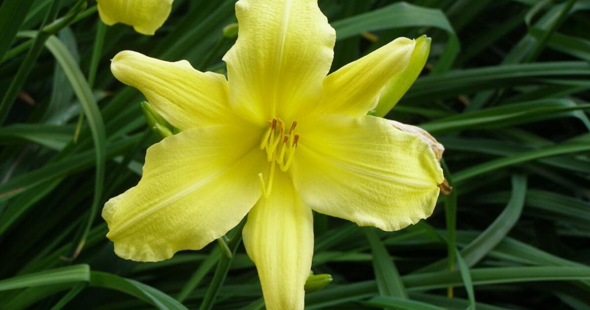 Lys du jardin botanique de Montreal, - Geo.fr