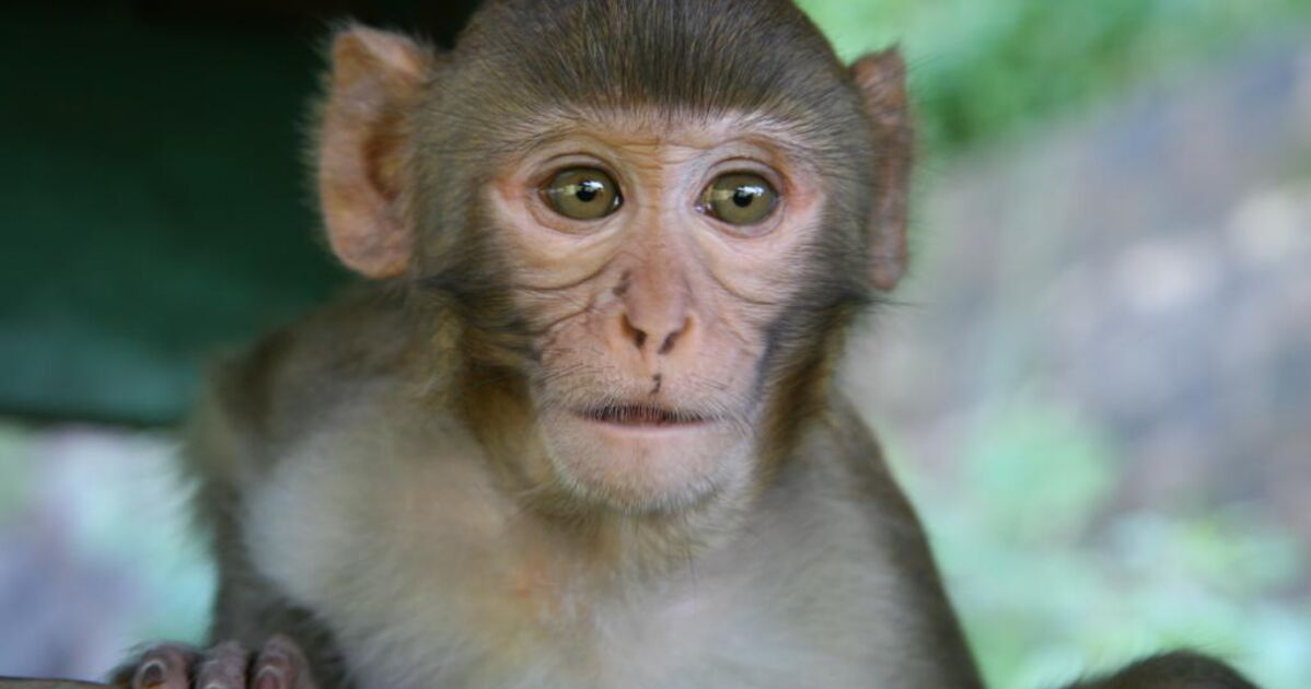 Petit singe au Mont Popa, Les singes vivent en li1 - Geo.fr