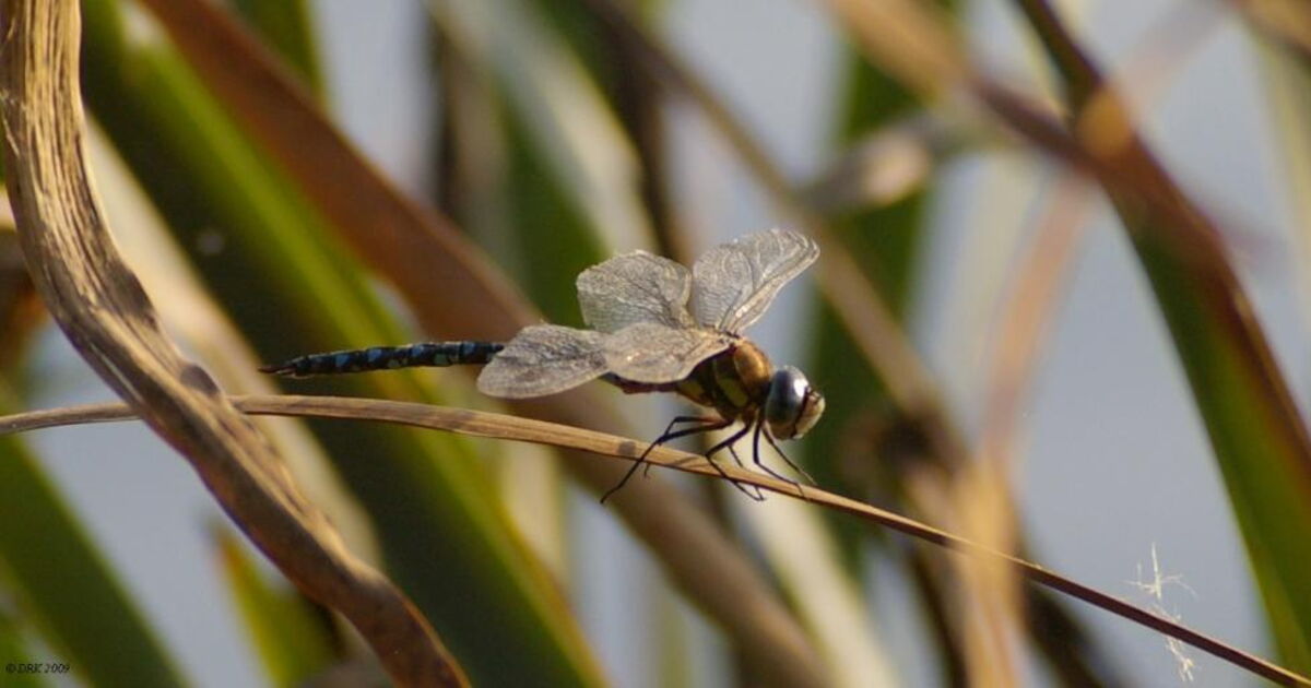 libellule_2.jpg, - Geo.fr