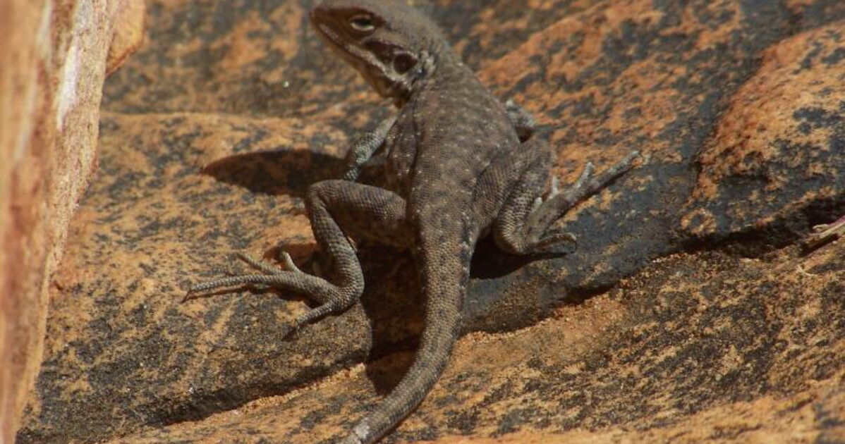 Lizard_Flinders_Range_Southern_Australi, - Geo.fr