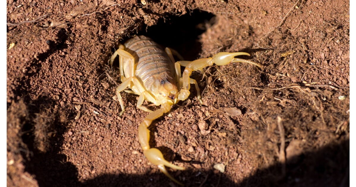 Scorpion languedocien, - Geo.fr