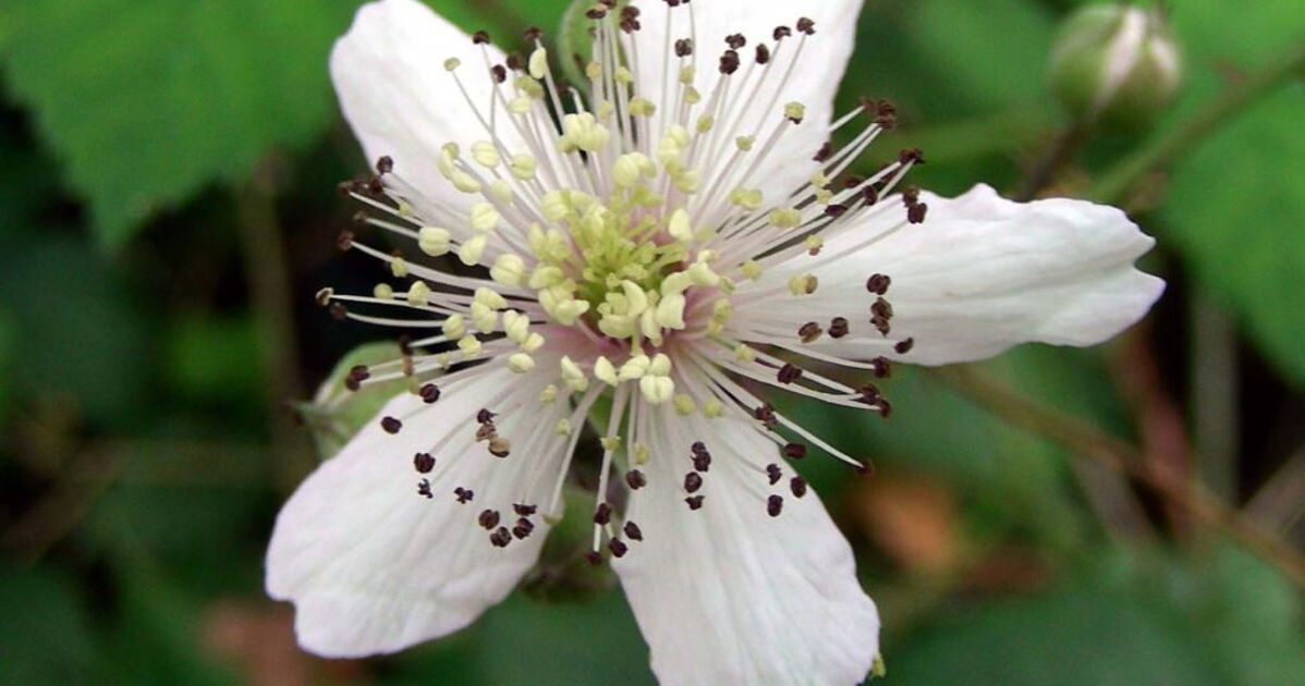 Fleur de mûrier de jardin (1), Fleur Blanche Sauv1 - Geo.fr