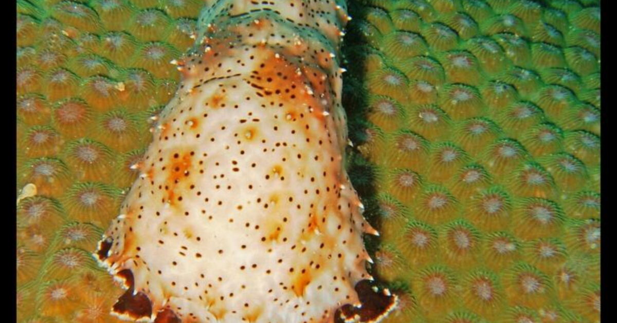 Concombre de mer, - Geo.fr