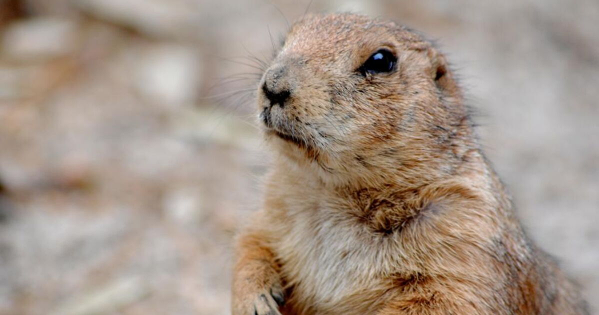 Chien_de_Prairie__GP_.jpg, - Geo.fr