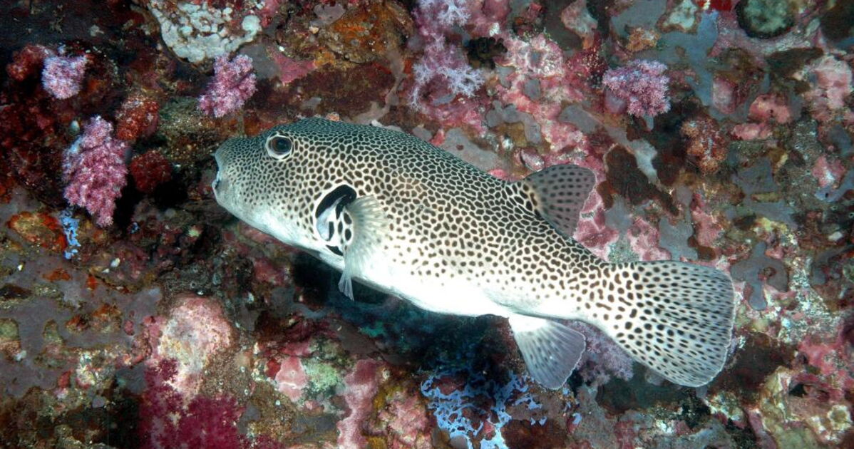 265_POISSON_BALLON_GEANT_ARCHIPEL_DES_M, - Geo.fr