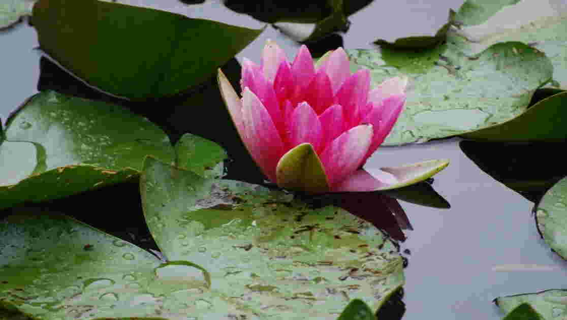 la légende du nénuphar..., Selon la légende, son nom... - Geo.fr