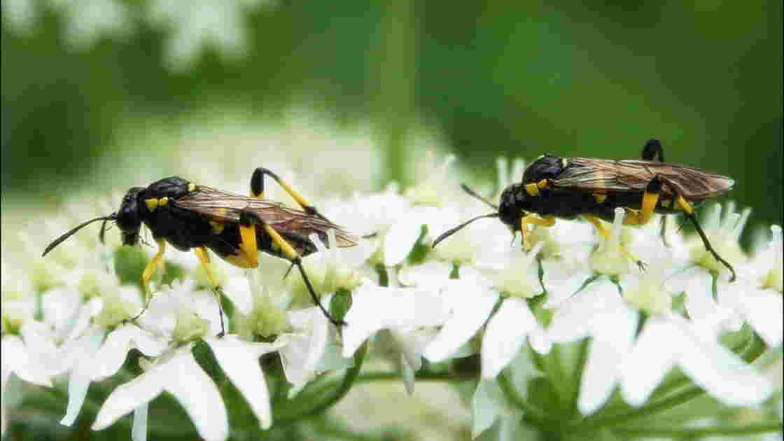 A la queue leu leu !, - Geo.fr