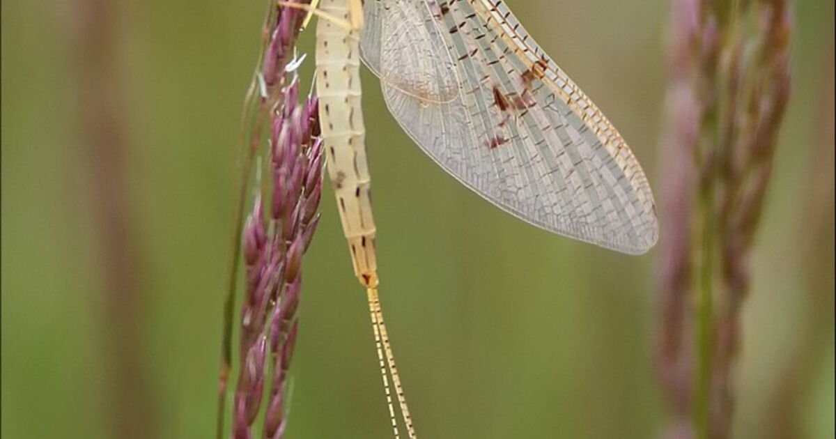 Ephémère, - Geo.fr