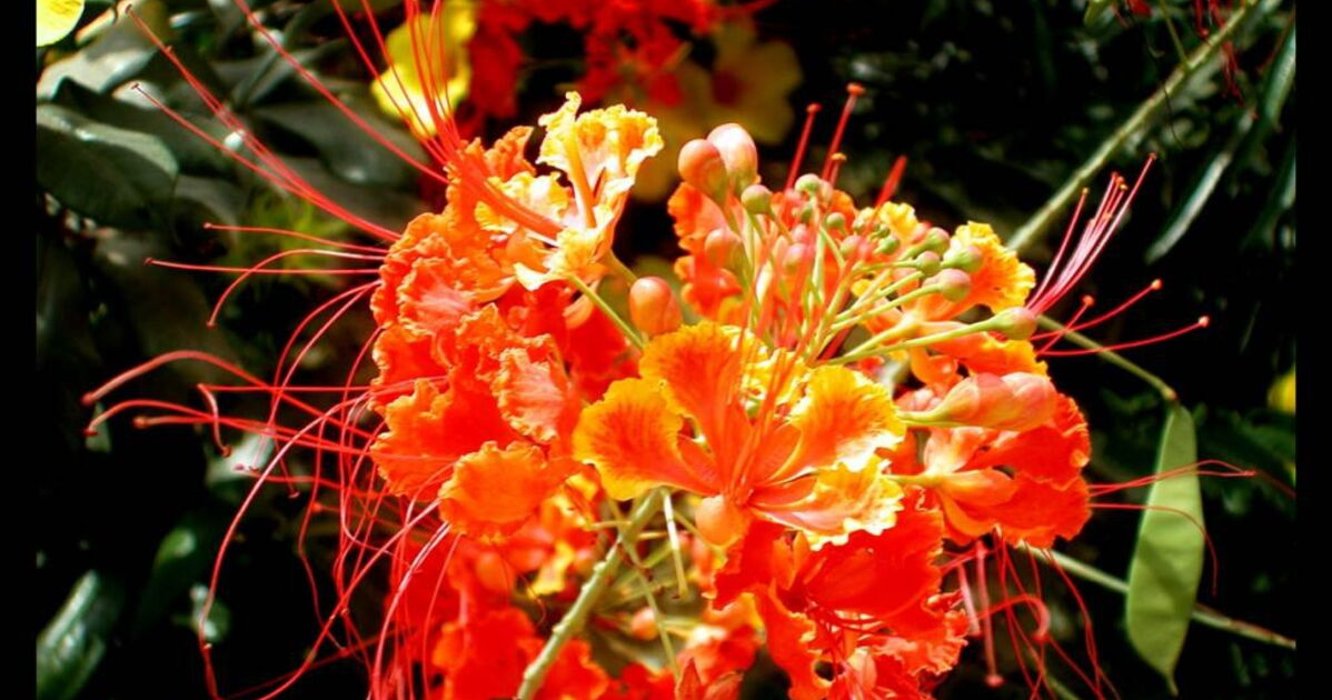 orgueil de chine.jpg, - Geo.fr