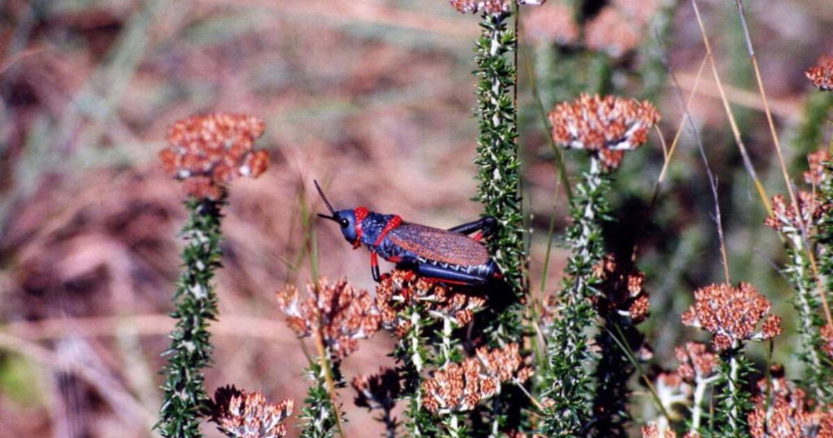 Drakensberg faune et flore.jpg, - Geo.fr