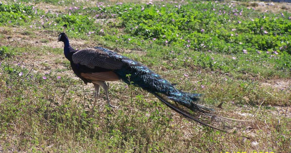un paon, photo prise dans une ferme lors d'une visite... - Geo.fr