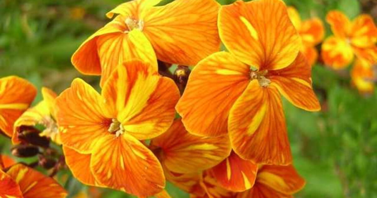 giroflée girofla.jpg, - Geo.fr