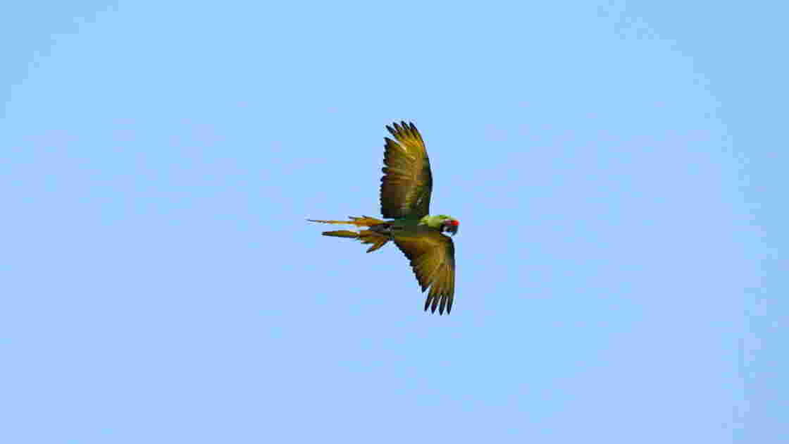 Vol d'un perroquet inséparable, - Geo.fr