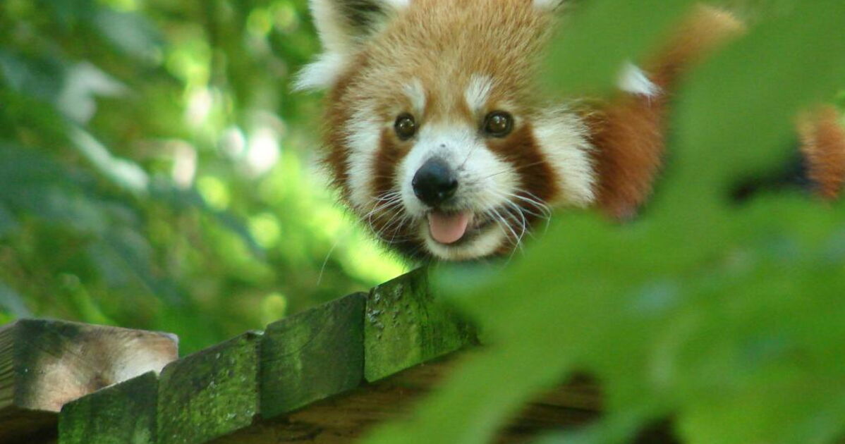 panda_roux.jpg, - Geo.fr