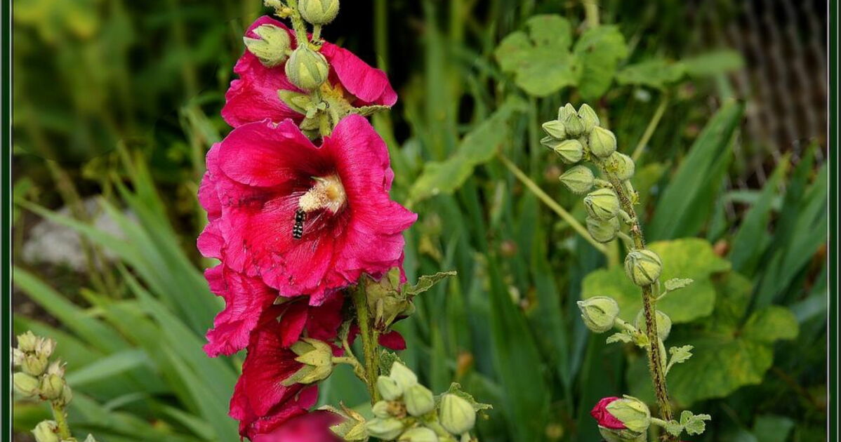 Rose_tr_mi_re.jpg, Voilà la rose trémière (Alcea rosea... - Geo.fr