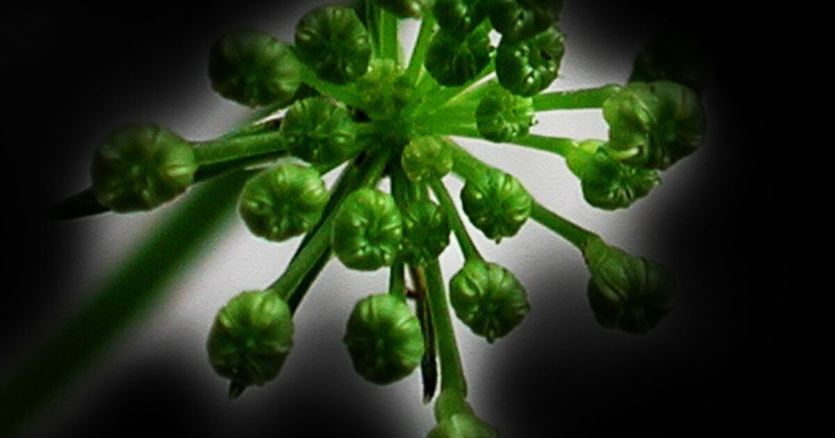 persil fleur, - Geo.fr