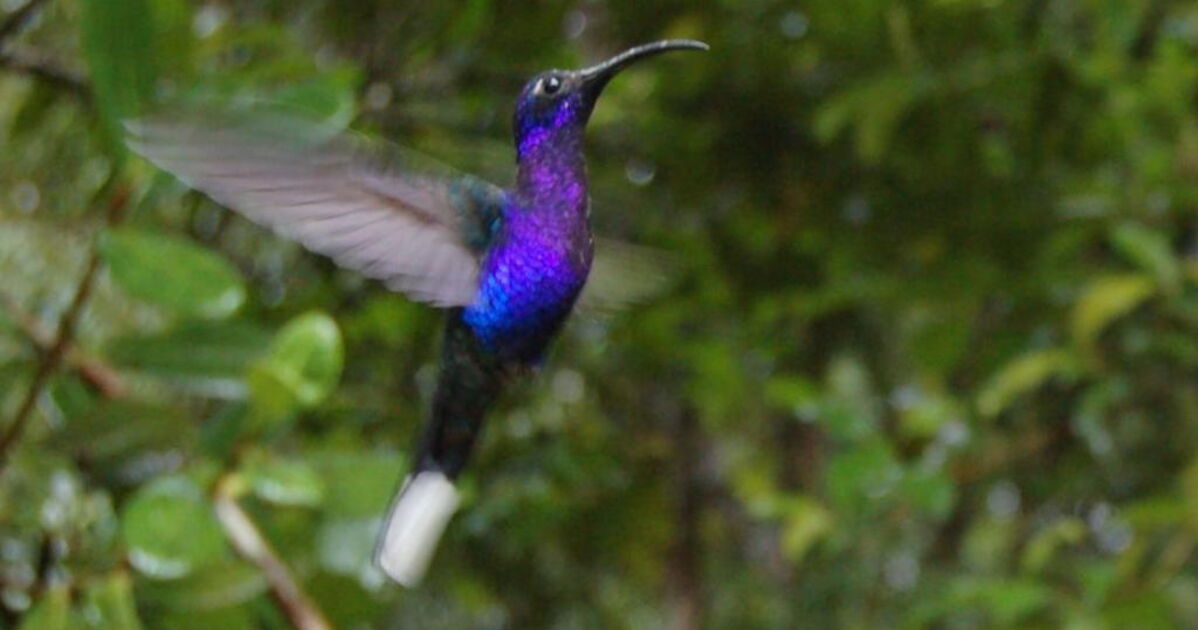 colibri.jpg, - Geo.fr