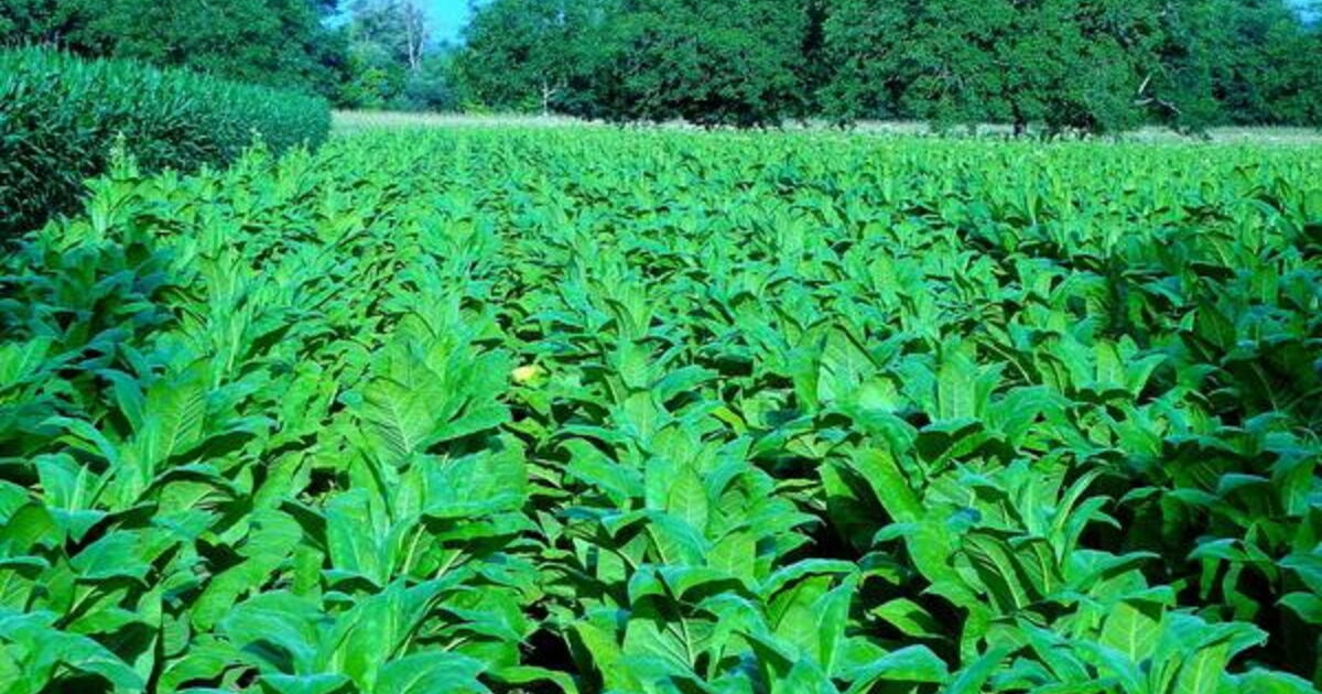 champ de tabac , - Geo.fr