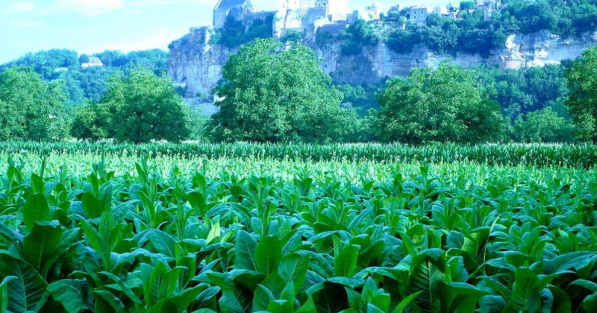 champ de tabac , au fond falaise de Beynac. - Geo.fr