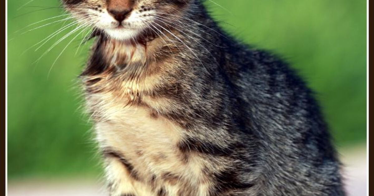 LES_CHATS_DU_MAROC_697, - Geo.fr