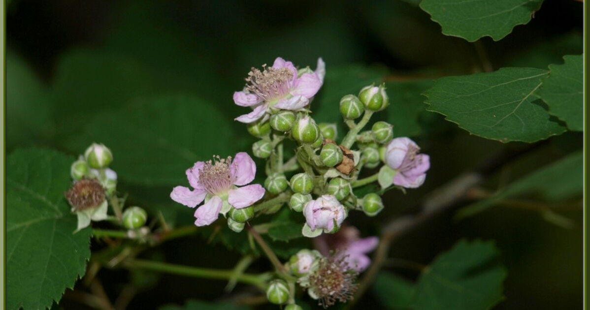 Roncier en fleurs_P6200073.jpg, - Geo.fr