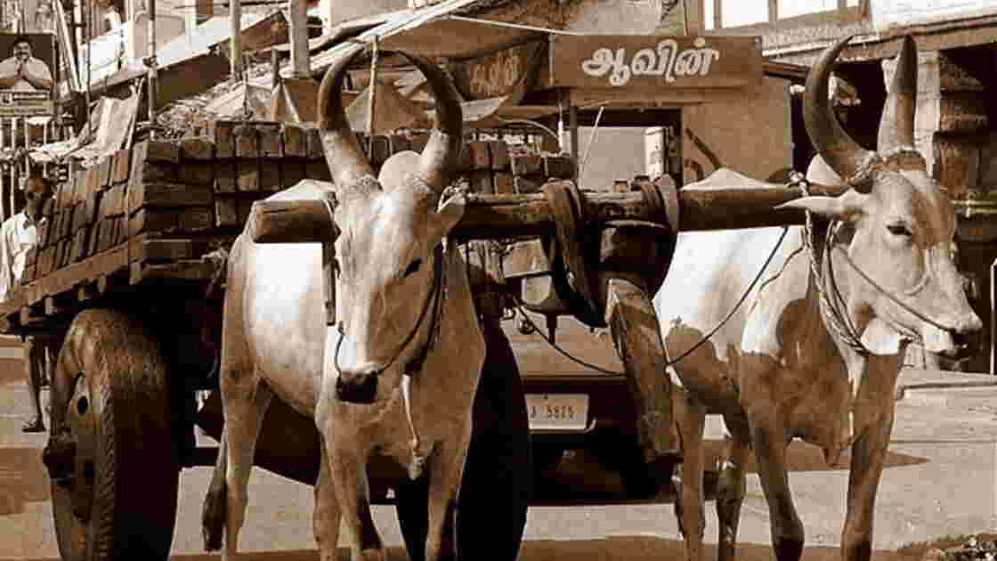 Mettre le Boeuf avant la Charrue, Labour traditionnel... - Geo.fr