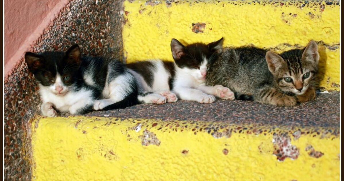 LES_CHATS_DU_MAROC_703, - Geo.fr