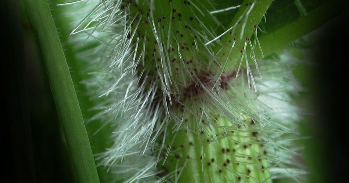 berce spondyle poils urticants.jpg, - Geo.fr