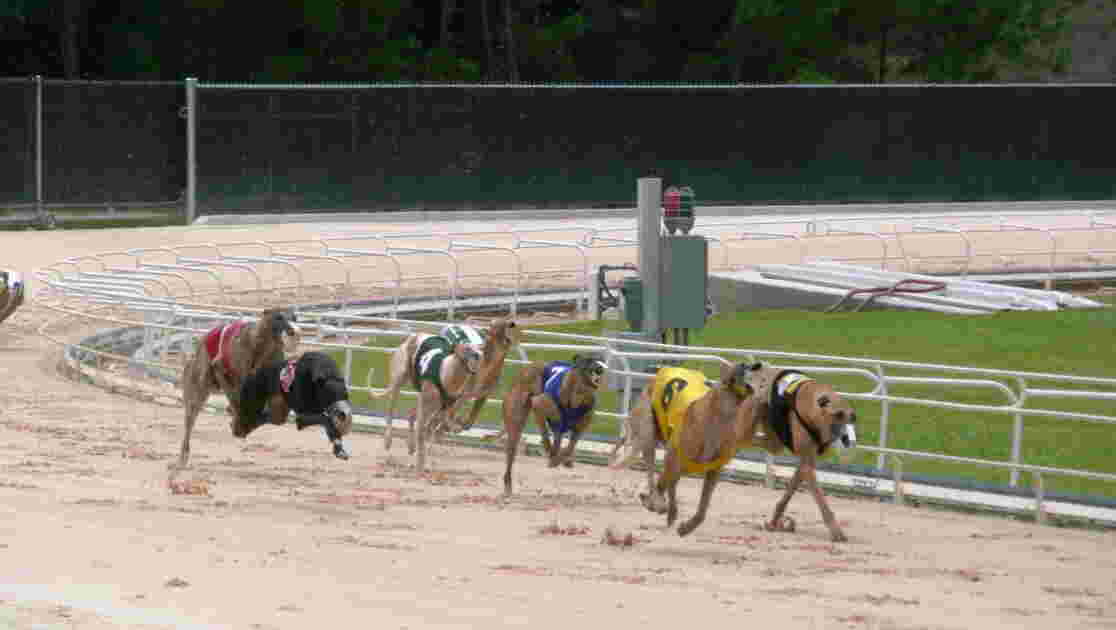 Course de Levriers, La présentation au box avant le... - Geo.fr