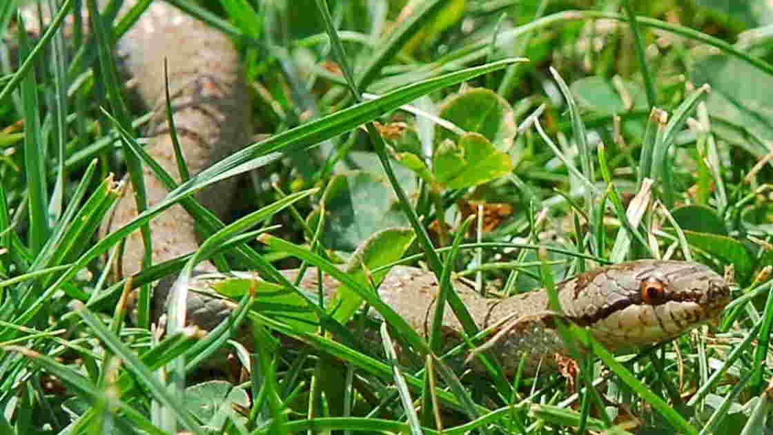 couleuvre à collier, - Geo.fr