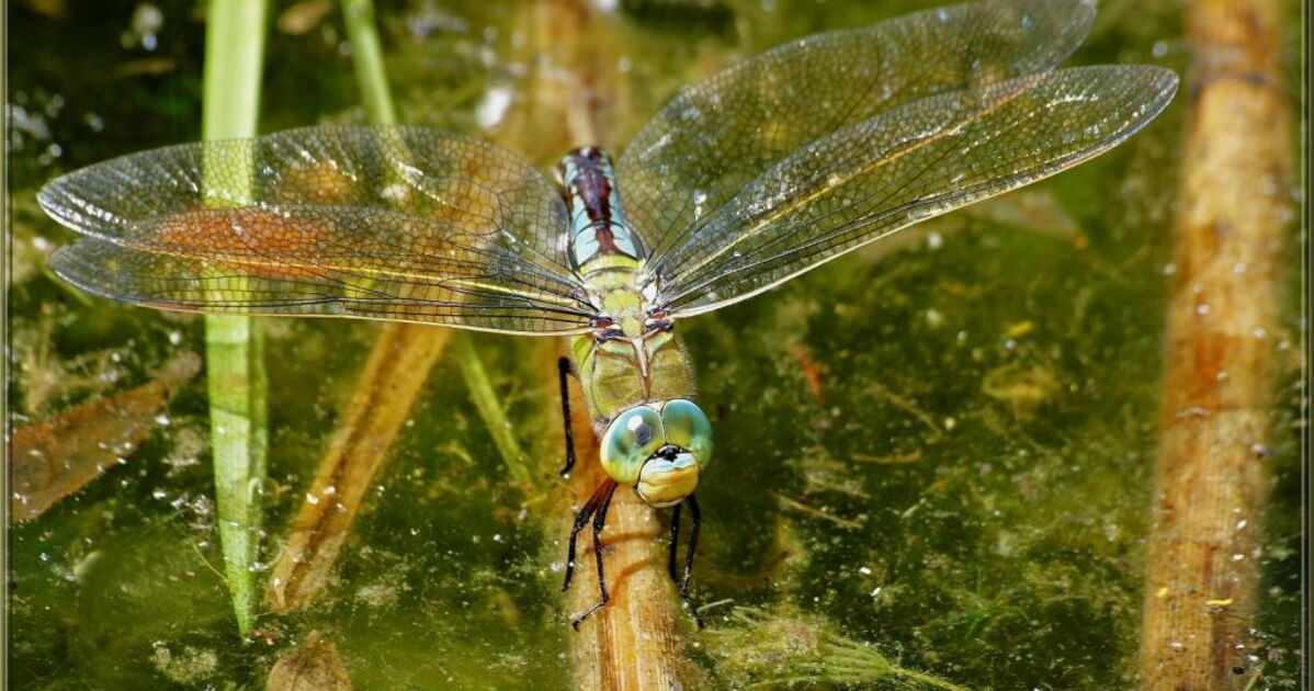Libellule_bleue.jpg, Autre photo (gros plan) de cette... - Geo.fr