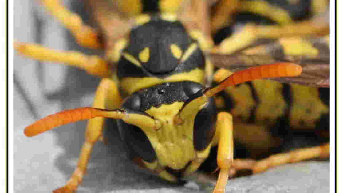 Guêpe géante du Japon (à Nagarkot), - Geo.fr