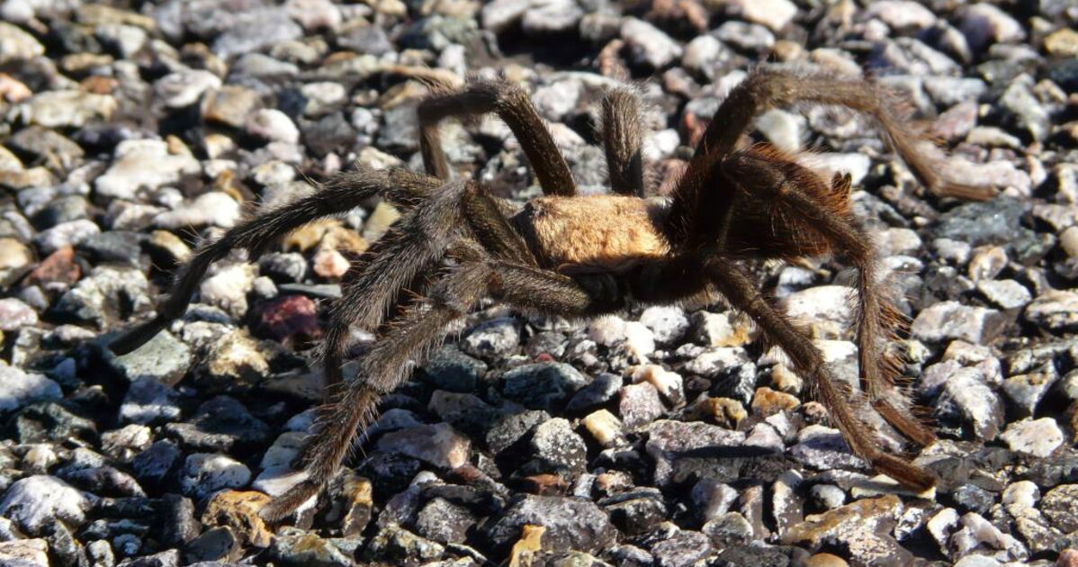 Tarentule , Elle se balade au milieu de la route1 - Geo.fr
