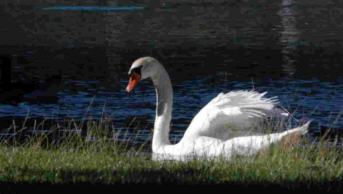 Les cygnes blancs, Après une très longue absence, les... - Geo.fr