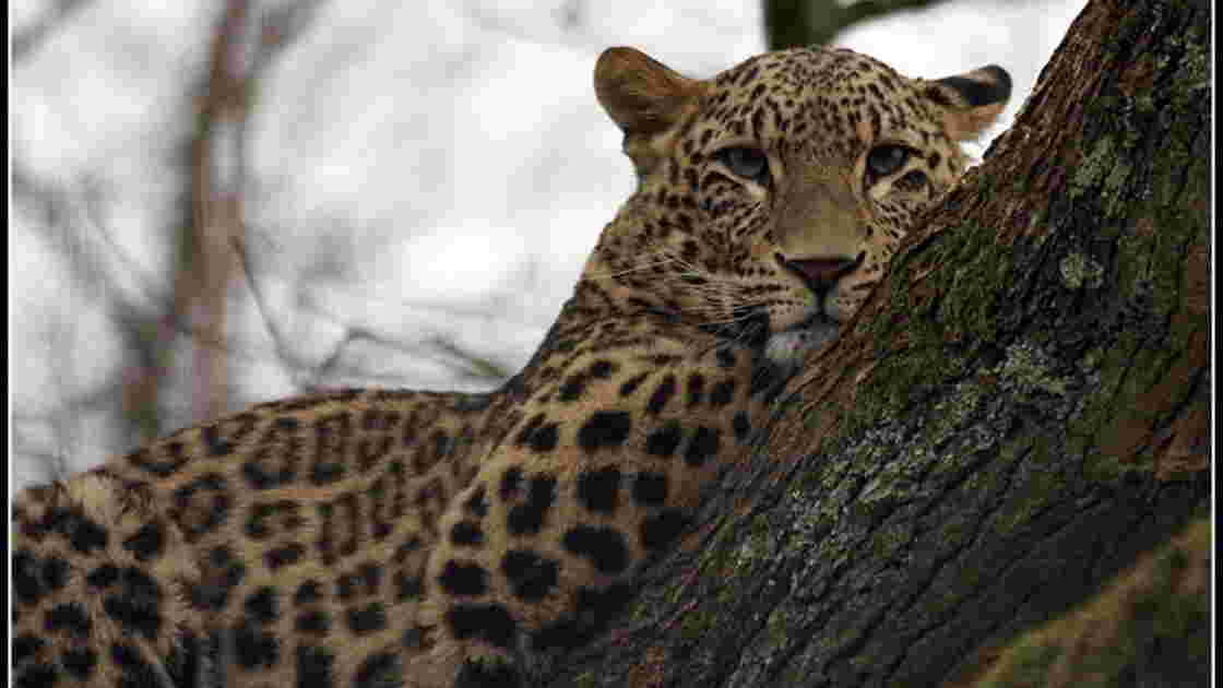Panthère de Perse, zoo de Beauval, Panthères de Perse,... - Geo.fr